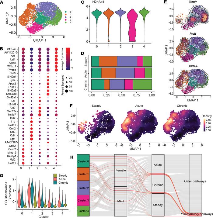 JCI Insight - Adrenal gland macrophages regulate glucocorticoid ...
