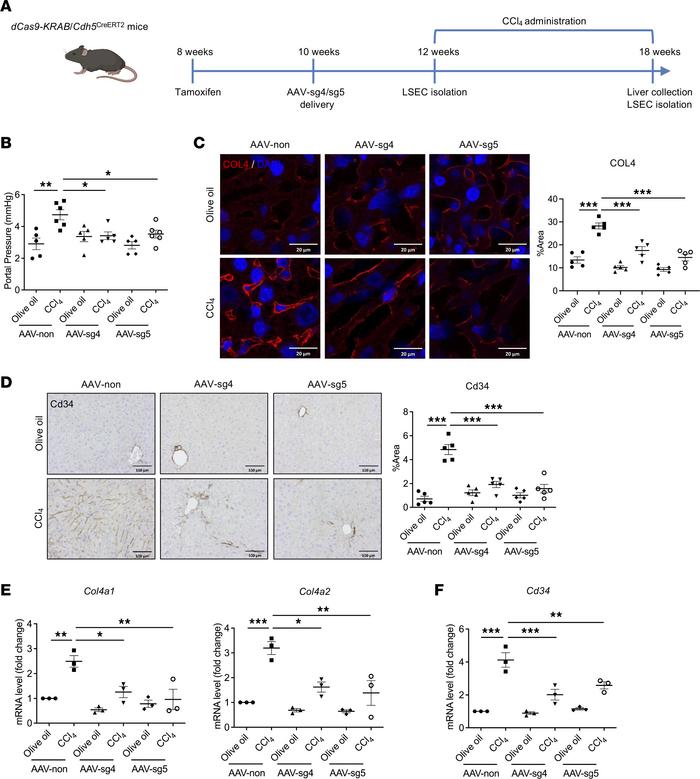 JCI Insight - Liver sinusoidal endothelial cells contribute to portal ...