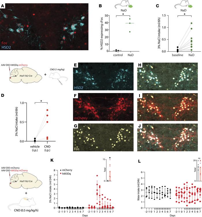 JCI Insight - Aldosterone-induced salt appetite requires HSD2 neurons