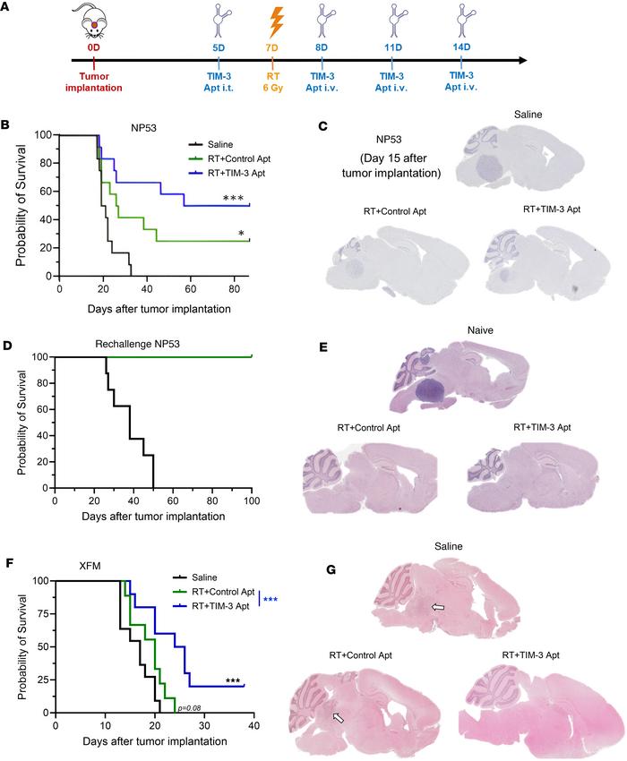 JCI Insight - Combination of locoregional radiotherapy with a TIM-3 ...