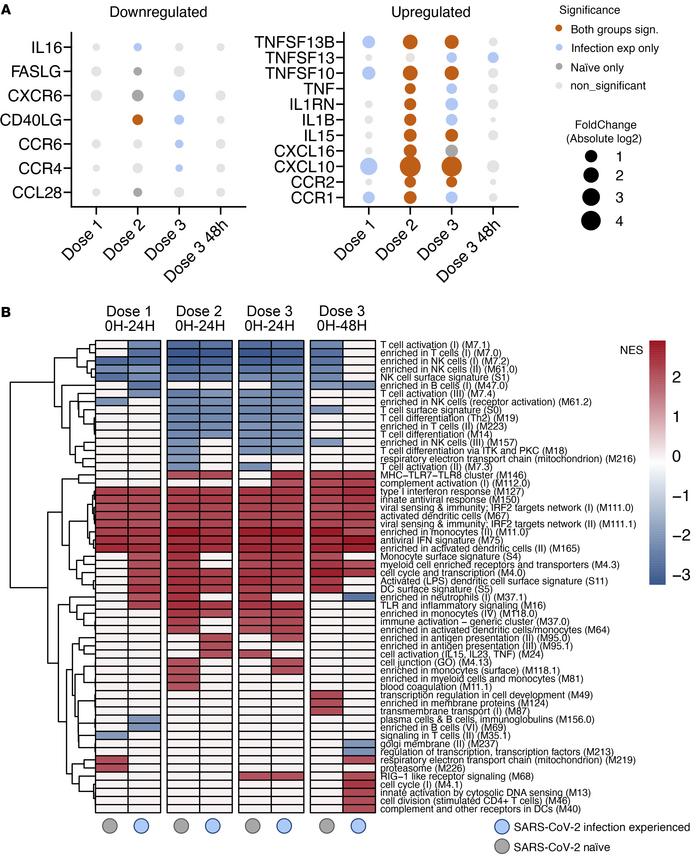 JCI Insight - Modulation of innate immune response to mRNA vaccination ...