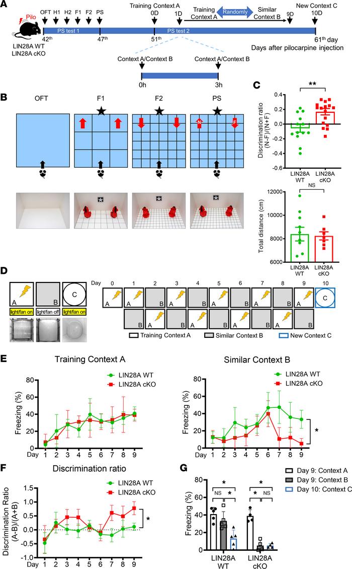 JCI Insight - Seizure-induced LIN28A disrupts pattern separation via ...