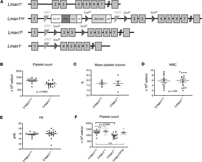 JCI Insight - LMAN1 serves as a cargo receptor for thrombopoietin
