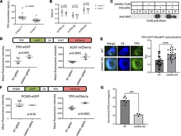 JCI Insight - LMAN1 serves as a cargo receptor for thrombopoietin