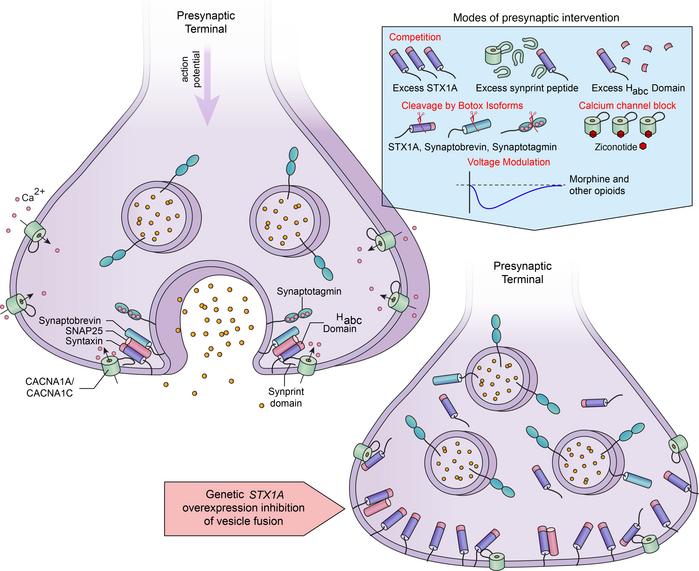 JCI Insight - Syntaxin1A overexpression and pain insensitivity in individuals with 7q11.23 ...
