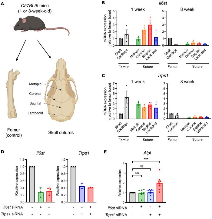JCI Insight - Digenic impairments of haploinsufficient genes in ...