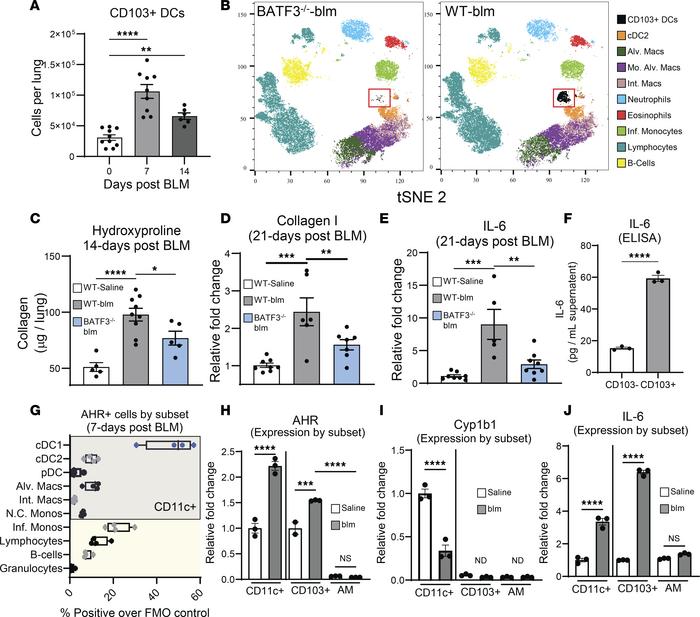 JCI Insight - CD103+ dendritic cell–fibroblast crosstalk via TLR9, TDO2 ...