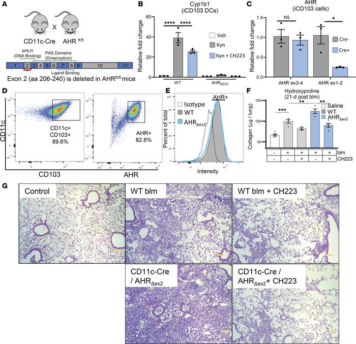 JCI Insight - CD103+ dendritic cell–fibroblast crosstalk via TLR9, TDO2 ...