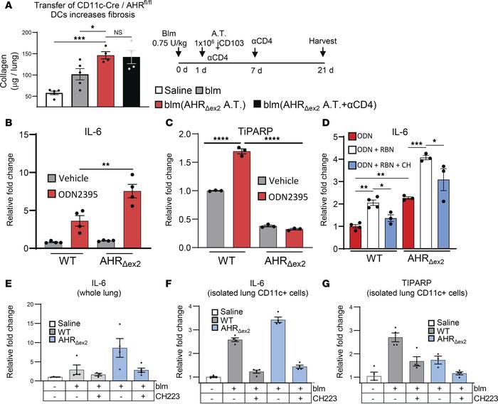 JCI Insight - CD103+ dendritic cell–fibroblast crosstalk via TLR9, TDO2 ...