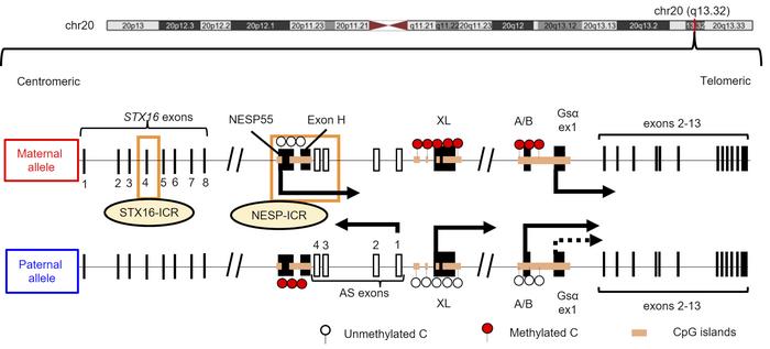 JCI Insight - GNAS AS2 methylation status enables mechanism-based ...