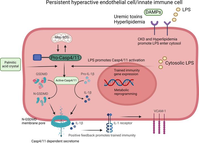JCI Insight - Caspase-4/11 promotes hyperlipidemia and chronic kidney ...