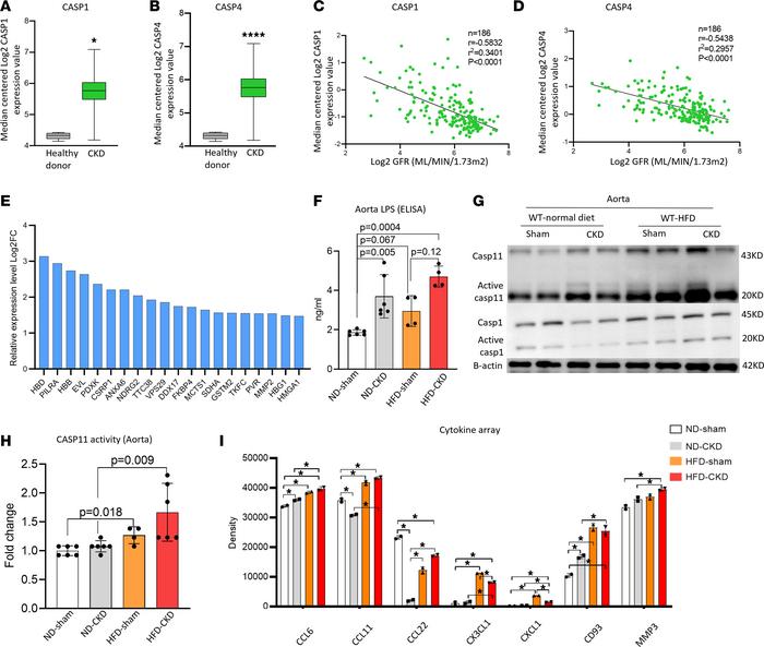 JCI Insight - Caspase-4/11 promotes hyperlipidemia and chronic kidney ...