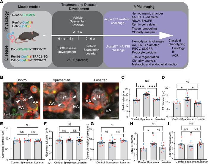 JCI Insight - Sparsentan improves glomerular hemodynamics, cell ...