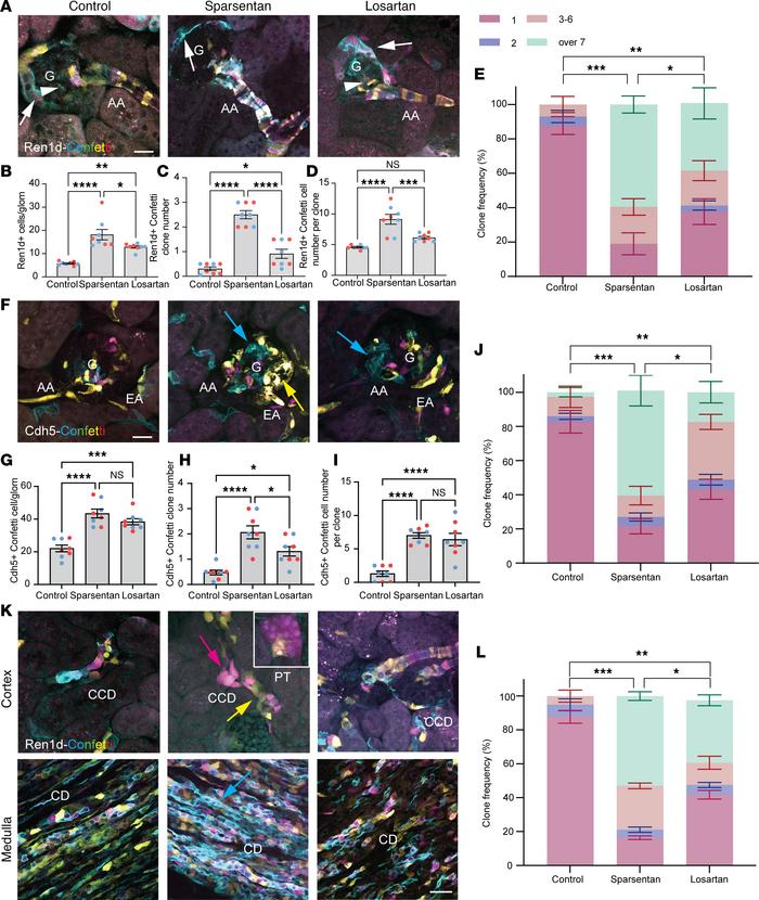 JCI Insight - Sparsentan improves glomerular hemodynamics, cell ...