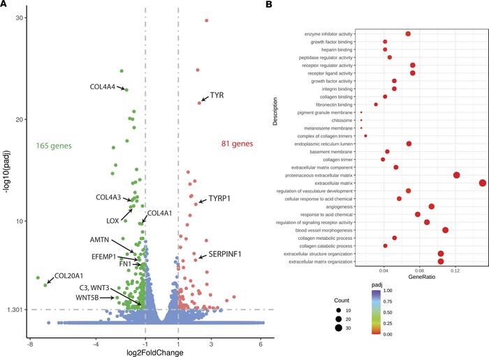 JCI Insight - GSK3 inhibition reduces ECM production and prevents age ...