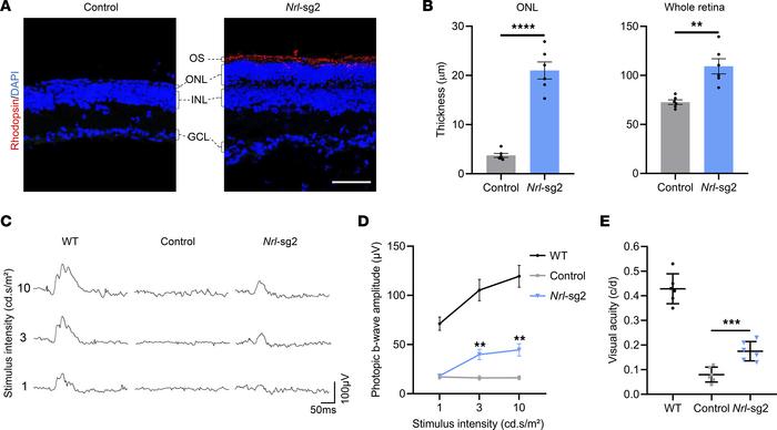 JCI Insight - All-in-one AAV-mediated Nrl gene inactivation rescues ...