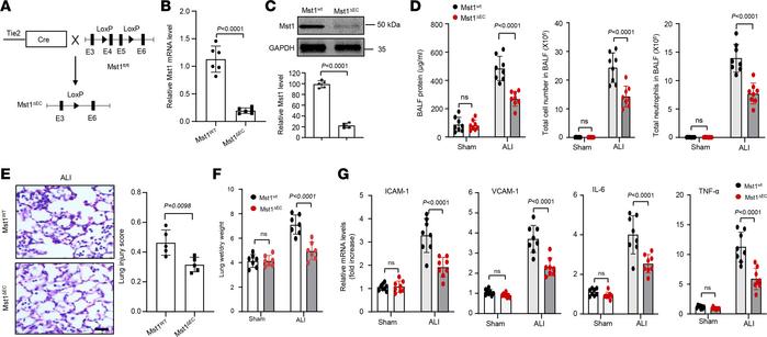 JCI Insight - Inhibiting endothelial cell Mst1 attenuates acute lung ...