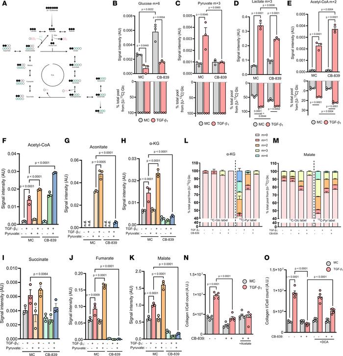 JCI Insight - Pyruvate metabolism dictates fibroblast sensitivity to ...