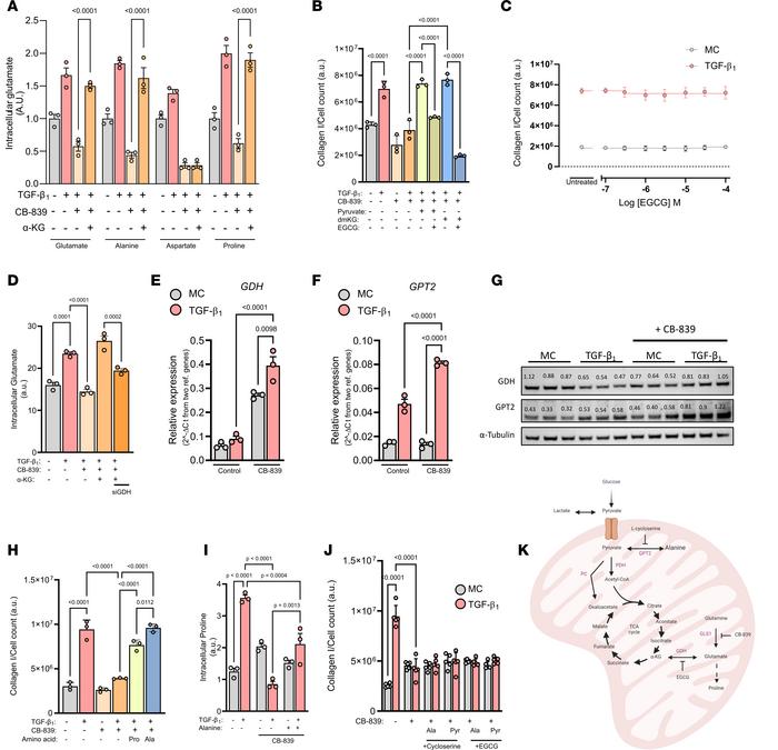 JCI Insight - Pyruvate metabolism dictates fibroblast sensitivity to ...