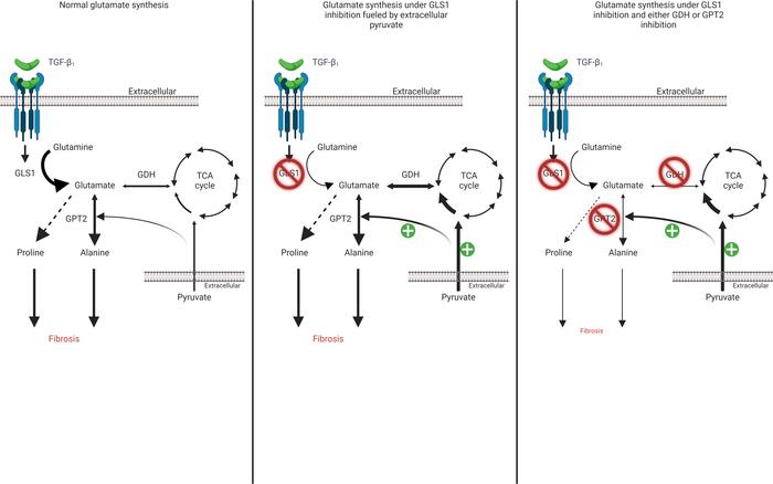 JCI Insight - Pyruvate metabolism dictates fibroblast sensitivity to ...