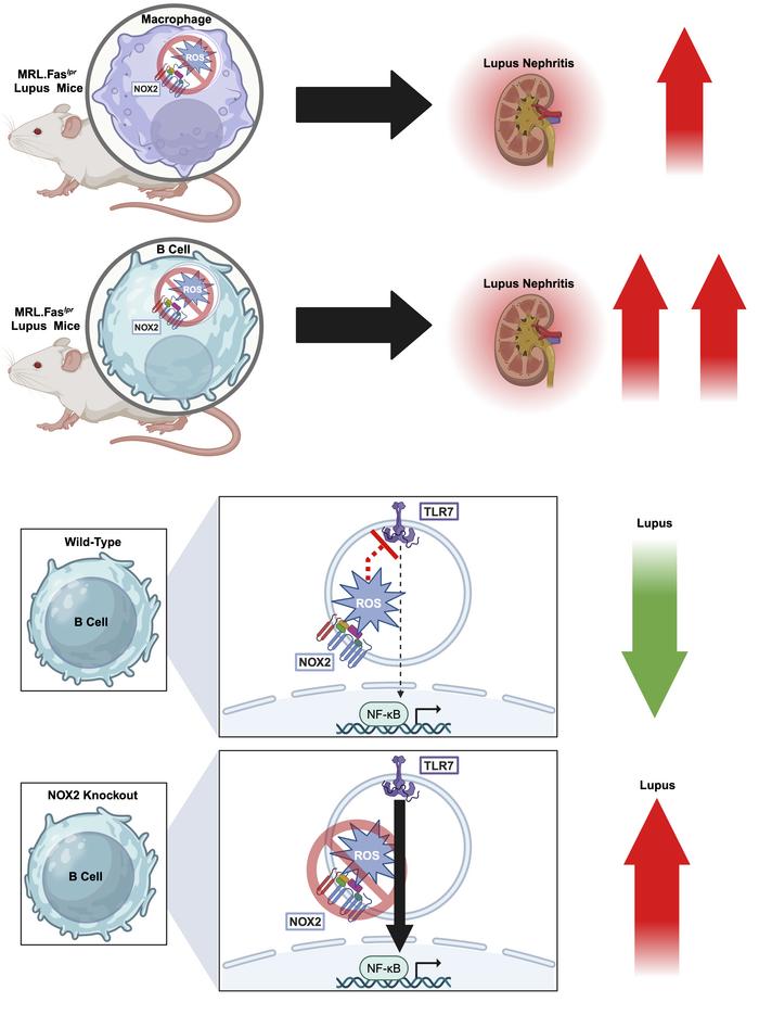JCI Insight - NADPH oxidase in B cells and macrophages protects against ...