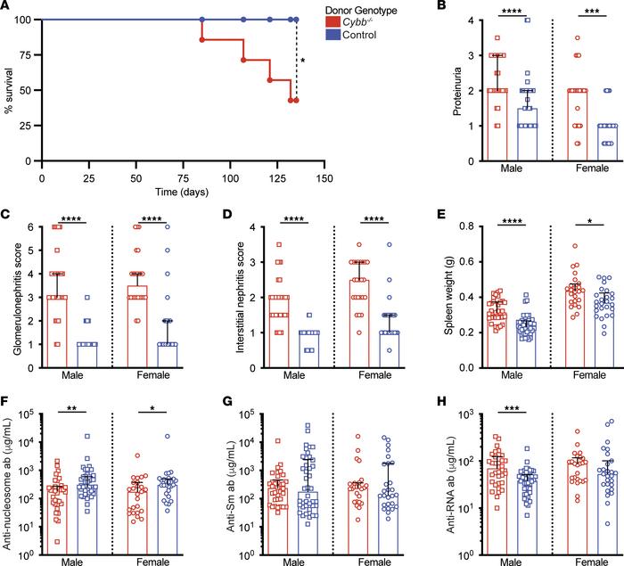 JCI Insight - NADPH oxidase in B cells and macrophages protects against ...