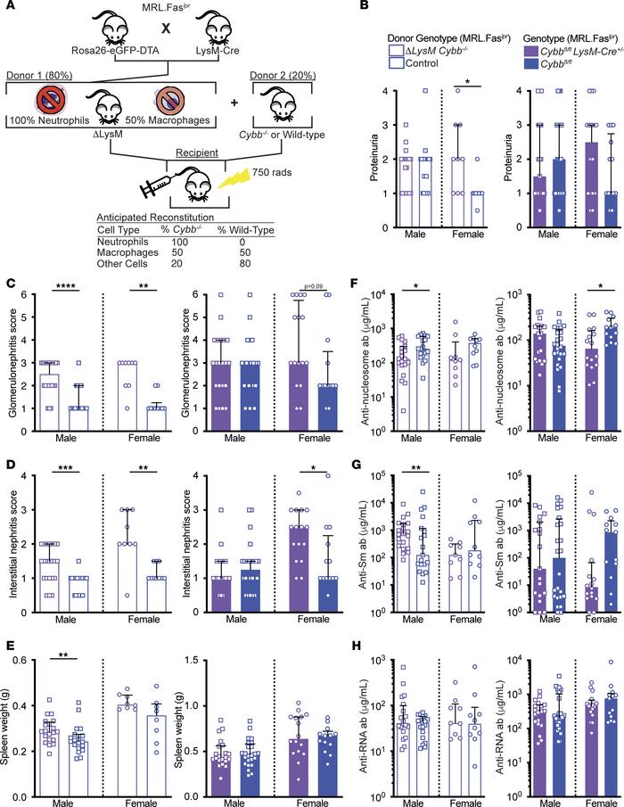 JCI Insight - NADPH oxidase in B cells and macrophages protects against ...