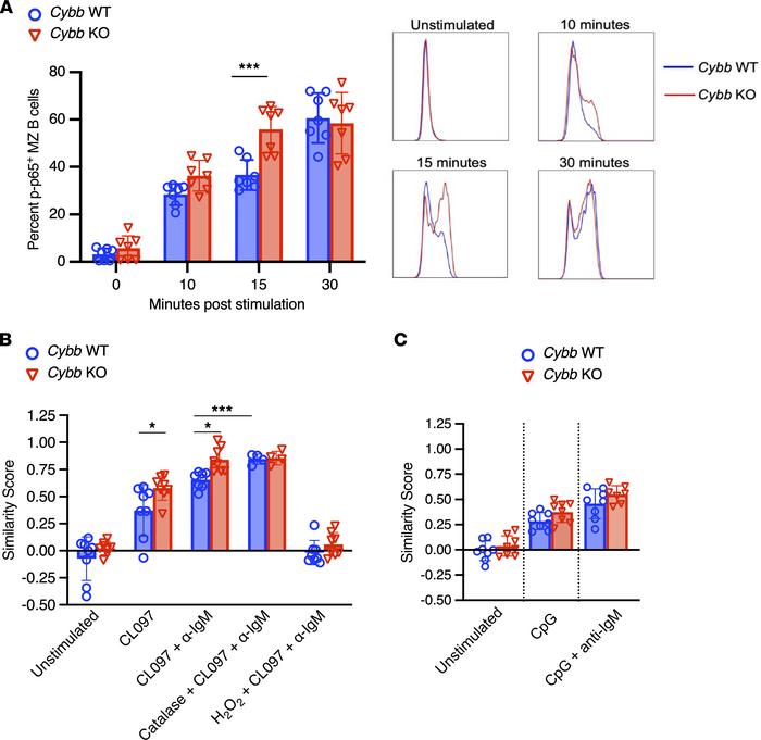 JCI Insight - NADPH oxidase in B cells and macrophages protects against ...