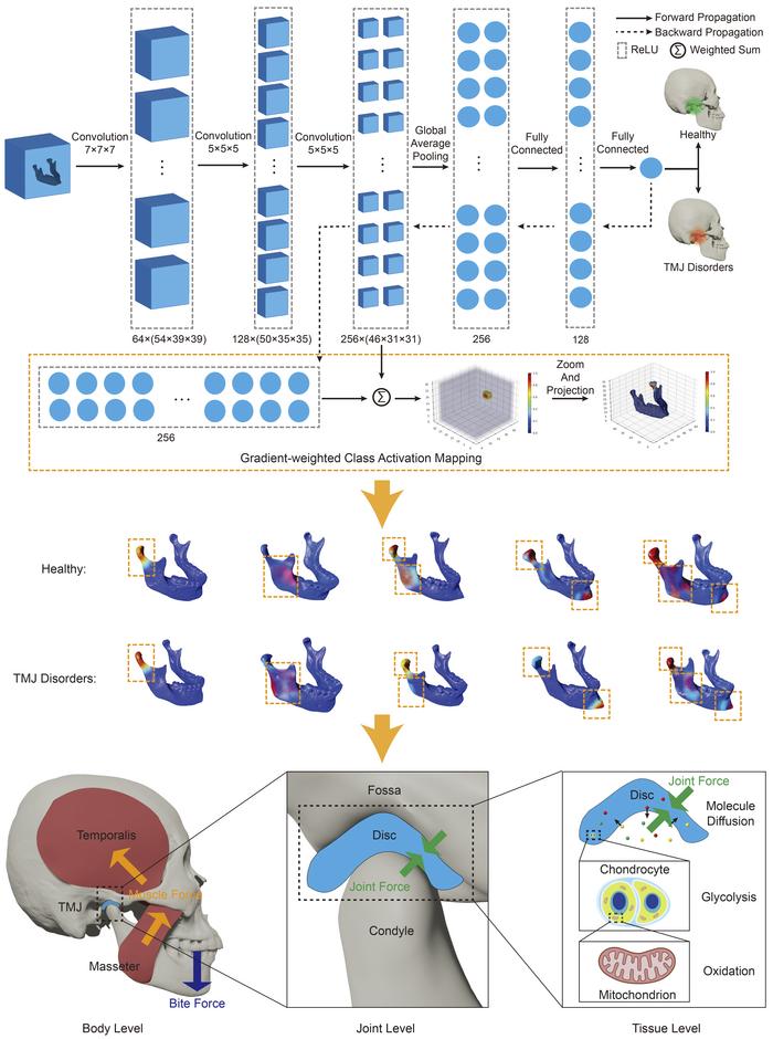 JCI Insight - Explainable Deep Learning and Biomechanical Modeling for ...