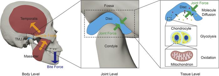 JCI Insight - Explainable deep learning and biomechanical modeling for ...
