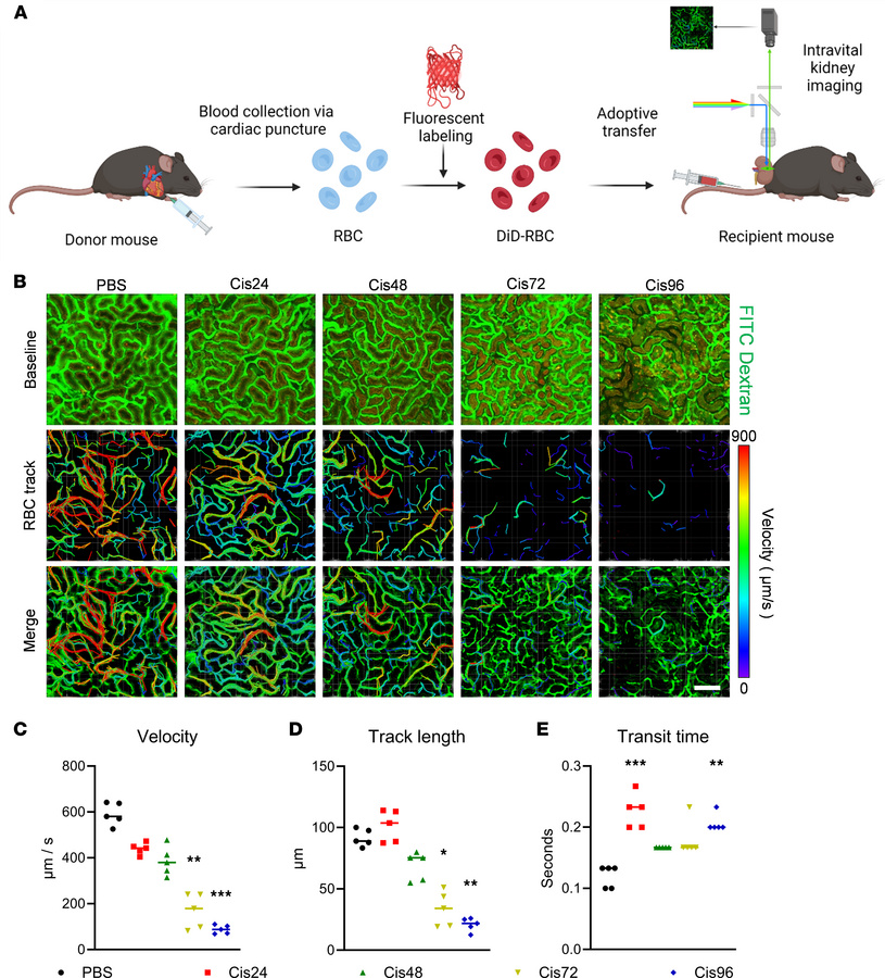 JCI Insight - Intravital imaging of peritubular microcirculation ...