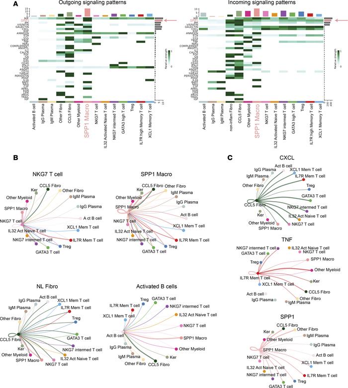 JCI Insight - SPP1hi macrophages, NKG7 T cells, CCL5hi fibroblasts, and ...