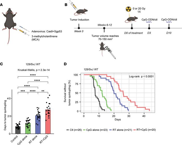 JCI Insight - Enhancing radiotherapy response via intratumoral ...