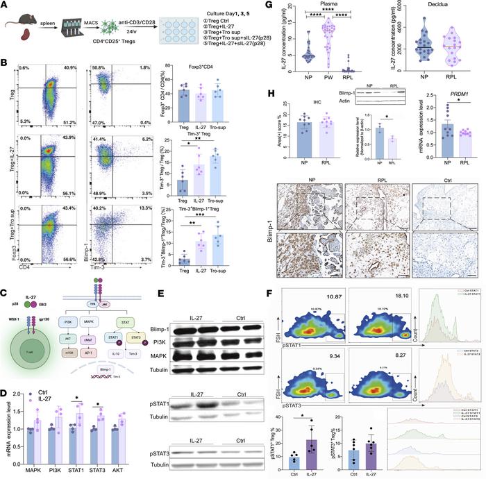 JCI Insight - IL-27/Blimp-1 axis regulates the differentiation and ...