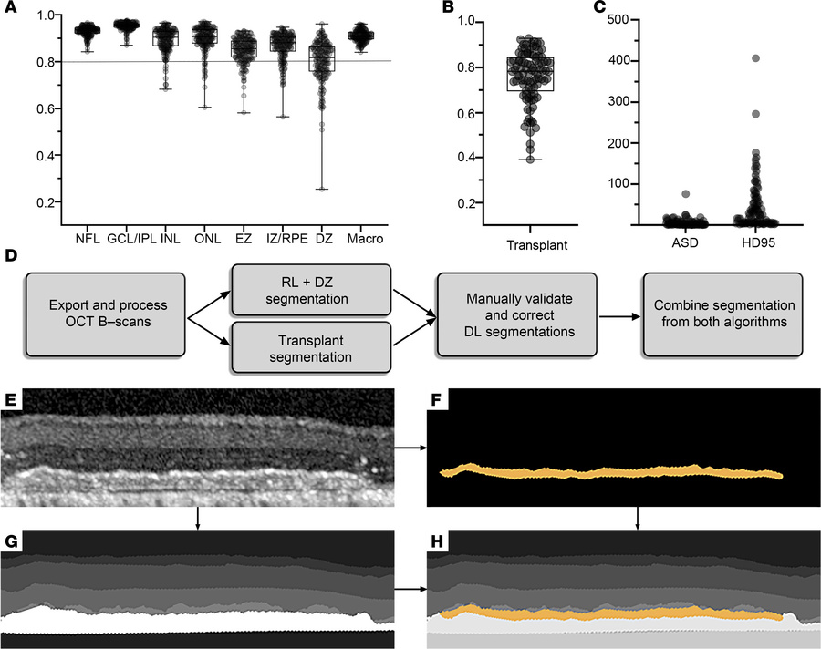 JCI Insight - iPSC-RPE patch restores photoreceptors and regenerates ...
