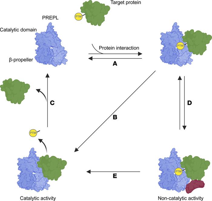 JCI Insight - Missense variants in CMS22 patients reveal that PREPL has ...