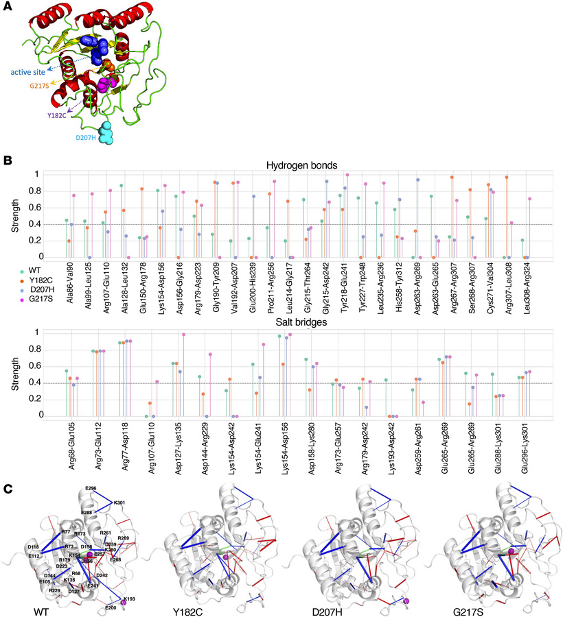 JCI Insight - B3GALT6 mutations lead to compromised connective tissue ...