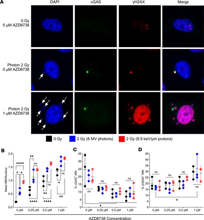 JCI Insight - ATR inhibition radiosensitizes cells through augmented ...