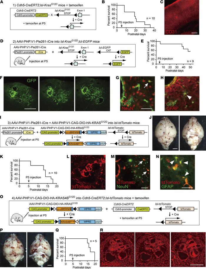 JCI Insight - CRISPR/CasRx suppresses KRAS-induced brain arteriovenous ...