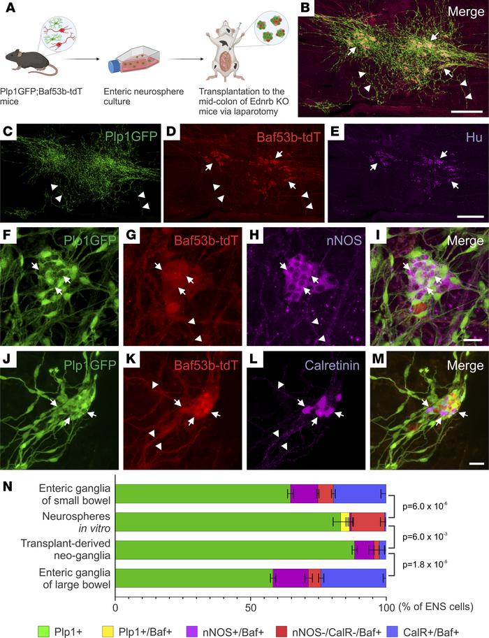 JCI Insight - Enteric neural stem cell transplant restores gut motility ...