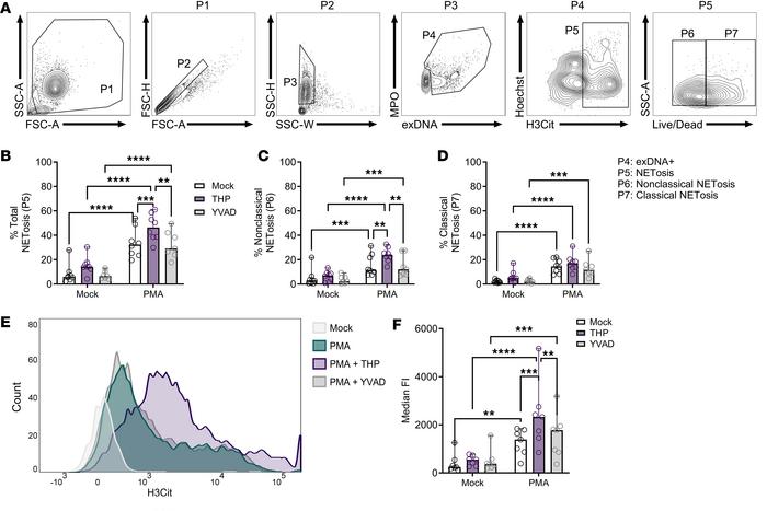 JCI Insight - Tamm-Horsfall protein augments neutrophil NETosis during ...