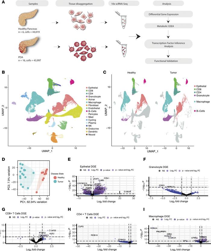 JCI Insight - Metabolic landscape of the healthy pancreas and ...