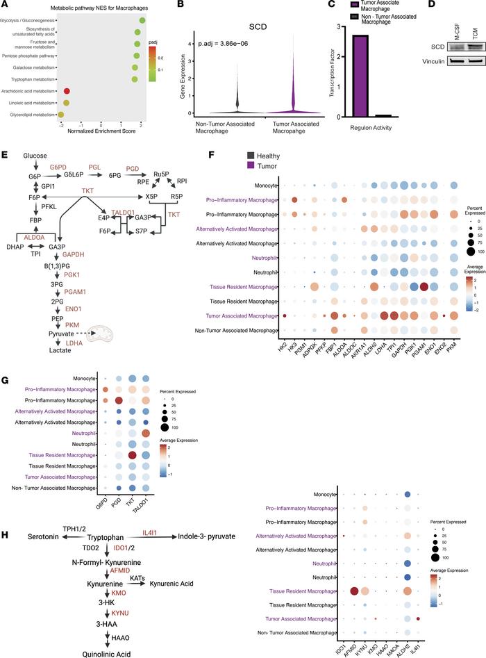 JCI Insight - Metabolic landscape of the healthy pancreas and ...