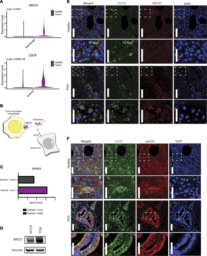 JCI Insight - Metabolic landscape of the healthy pancreas and ...