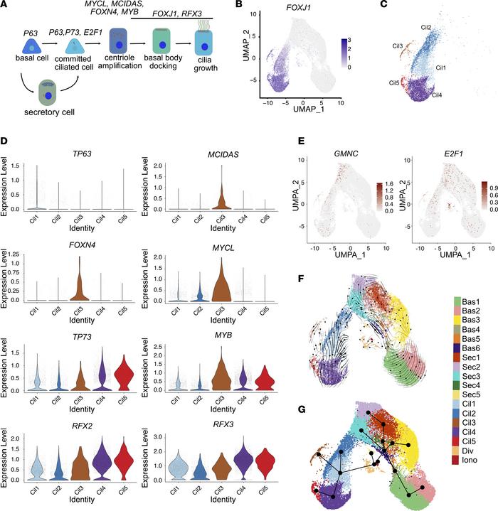 JCI Insight - Transcriptional analysis of primary ciliary dyskinesia ...