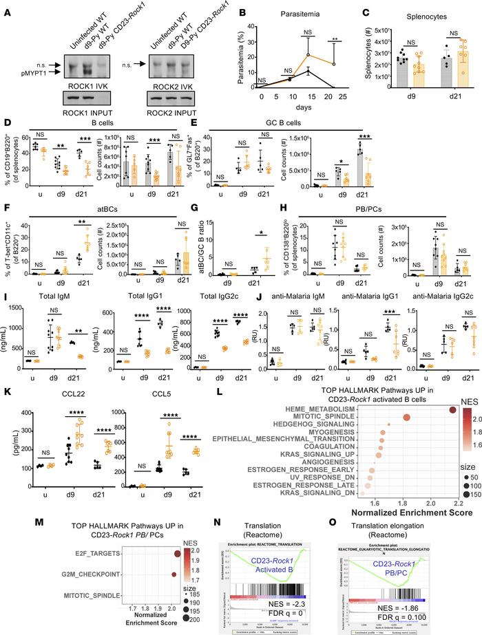 JCI Insight - ROCK1 promotes B cell differentiation and proteostasis ...