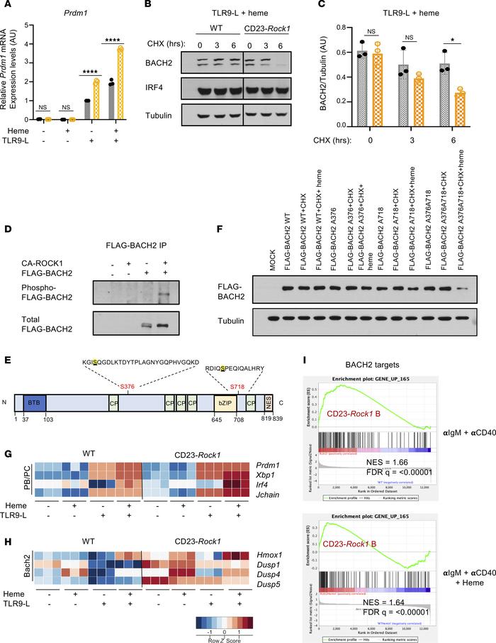 JCI Insight - ROCK1 promotes B cell differentiation and proteostasis ...