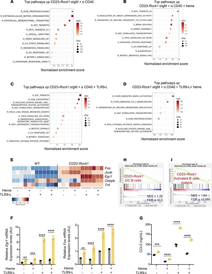 JCI Insight - ROCK1 promotes B cell differentiation and proteostasis ...