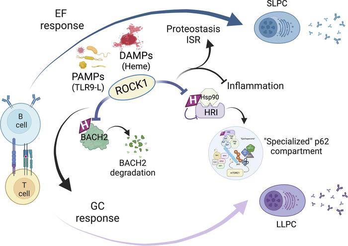 JCI Insight - ROCK1 promotes B cell differentiation and proteostasis ...