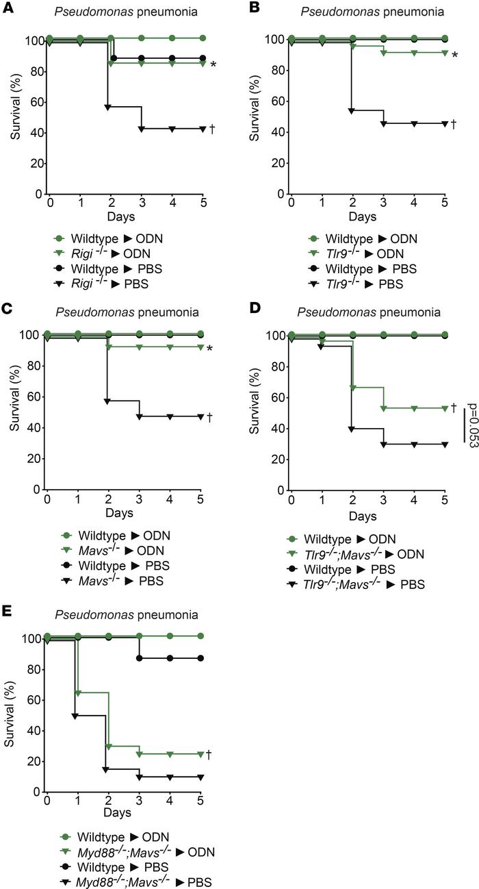 JCI Insight - The RNA receptor RIG-I binding synthetic ...